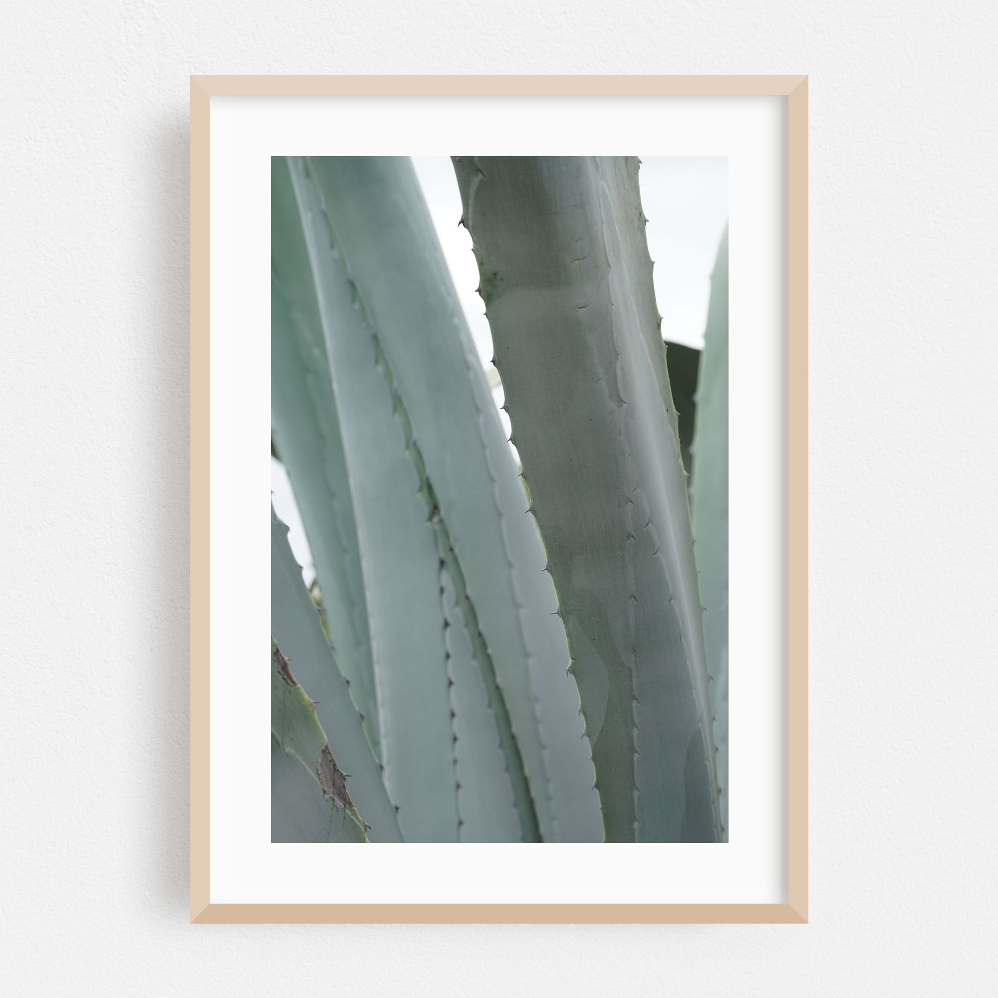 Aloe Plant in Mallorca - Cala d'Or Balearic Islands Spain Photography ...