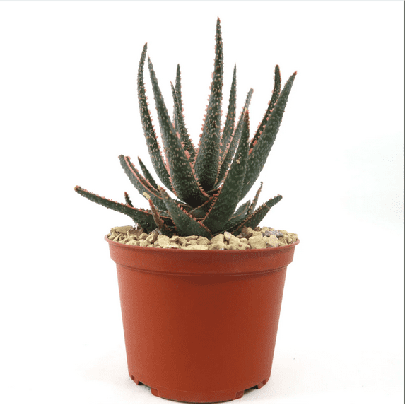 Aloe Purple Haze Live Plant for Planting, 4 Inch Pot, Cactus Succulent ...