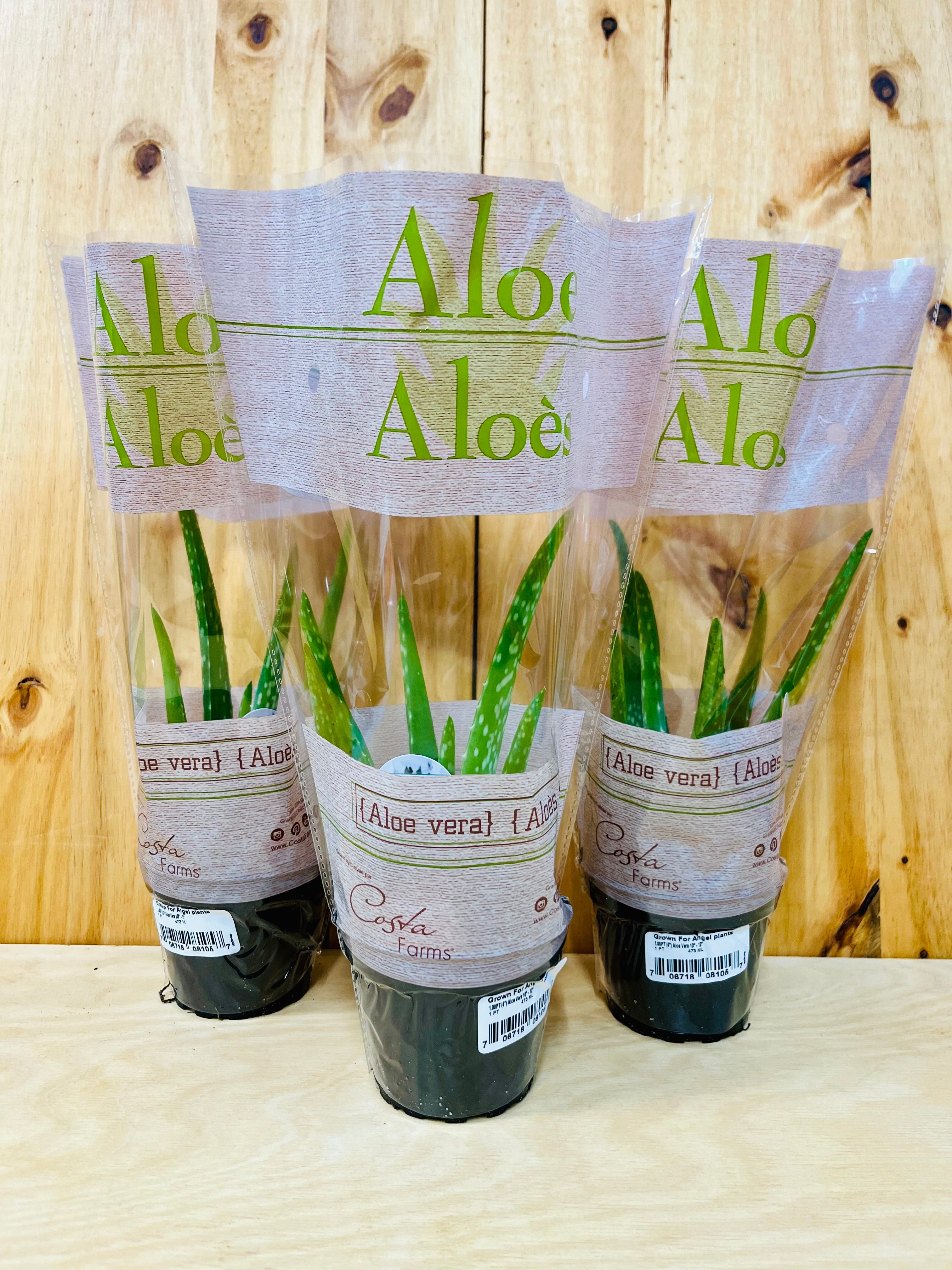 Aloe Vera 4" Live Plant Three Pack - Walmart.com