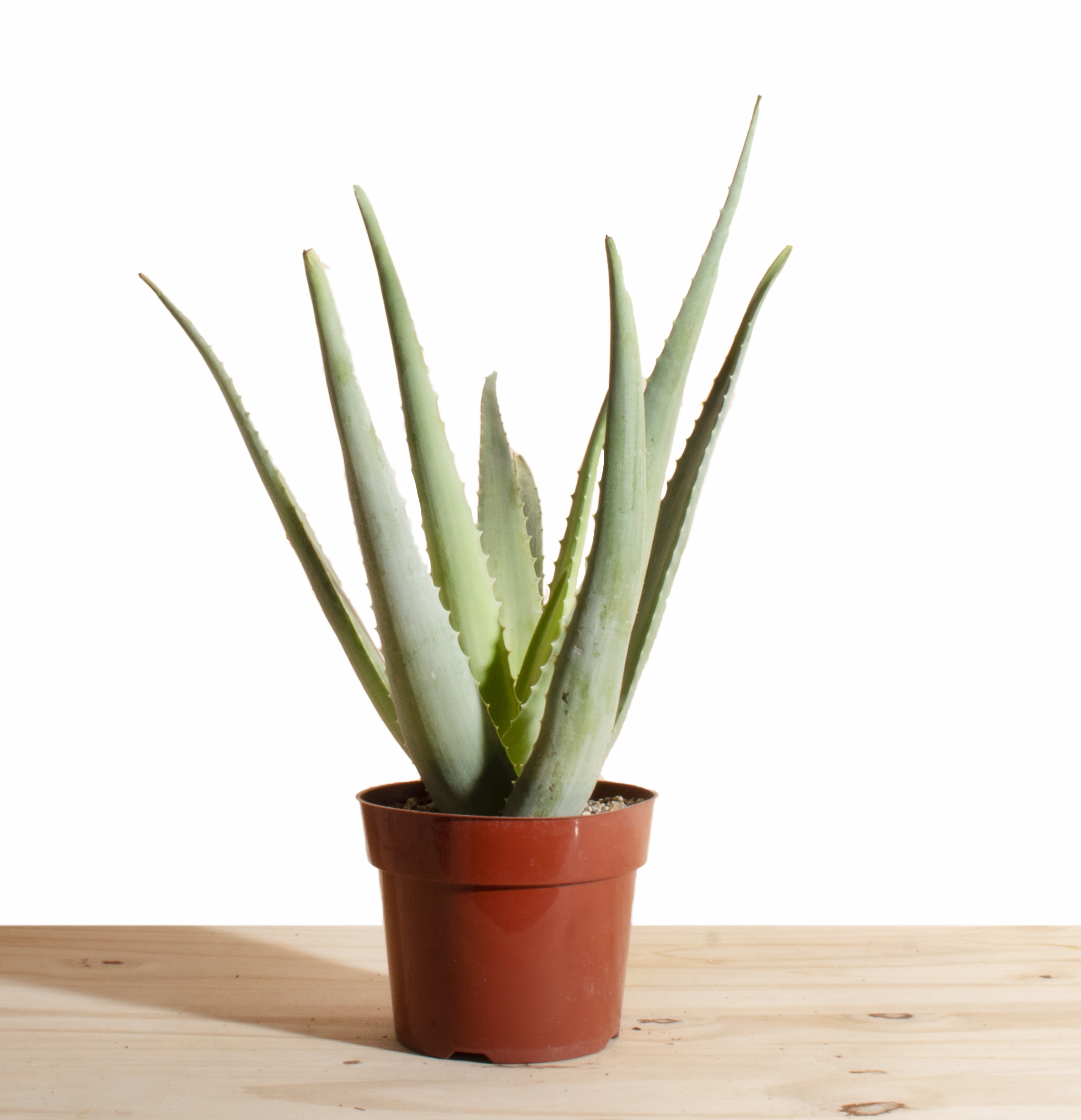 Aloe Vera House Plant in 6" Grow Pot - Walmart.com
