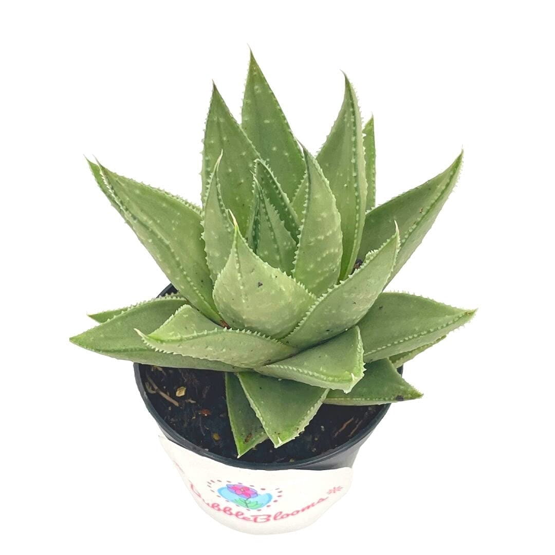 Aloe White Beauty, Variegated White Aloe Plant, Ribbed, Laced, Aloe ...