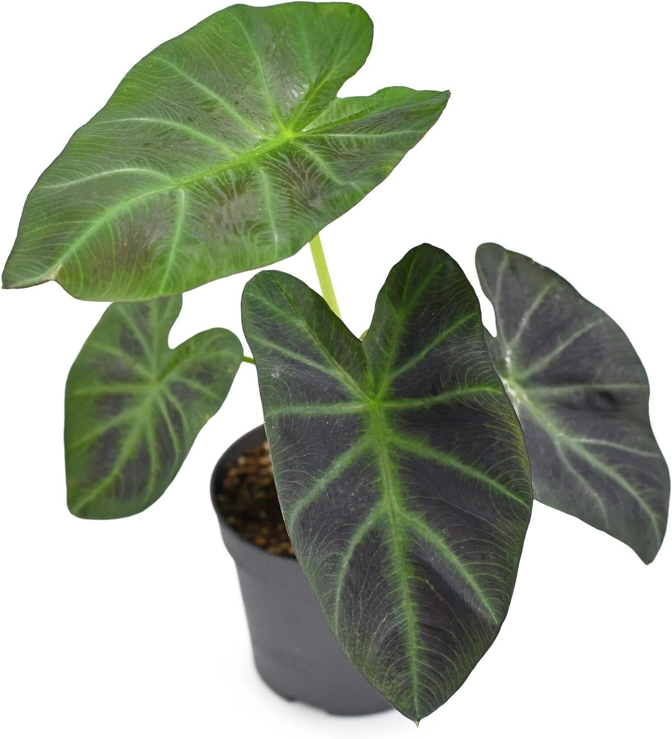Aloha Colocasia - 4 Live Starter Plants - Colocasia Esculenta ...
