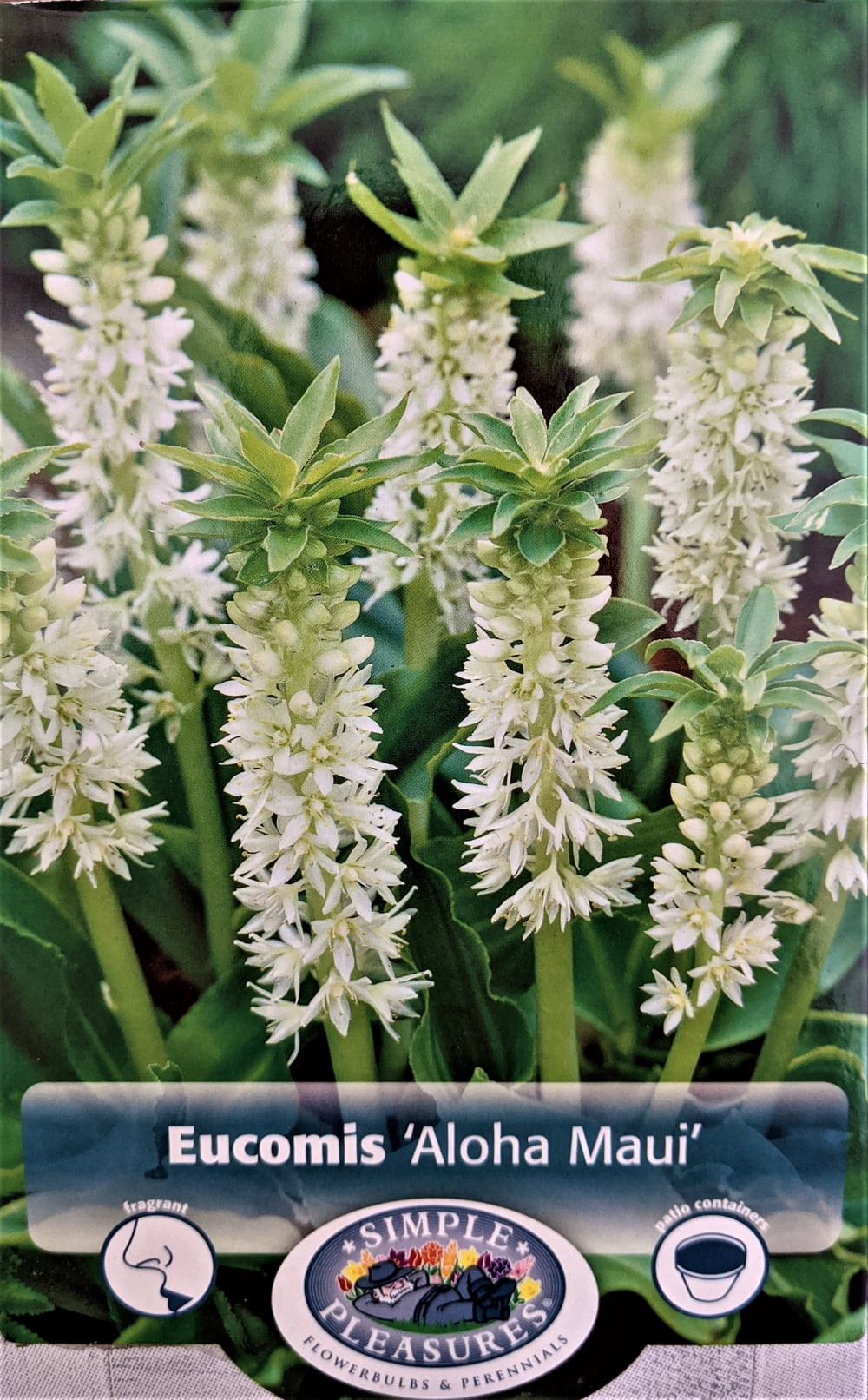Aloha Maui Pineapple Lily - 2 Bulbs 12/14 cm - Eucomis - New! - Walmart.com