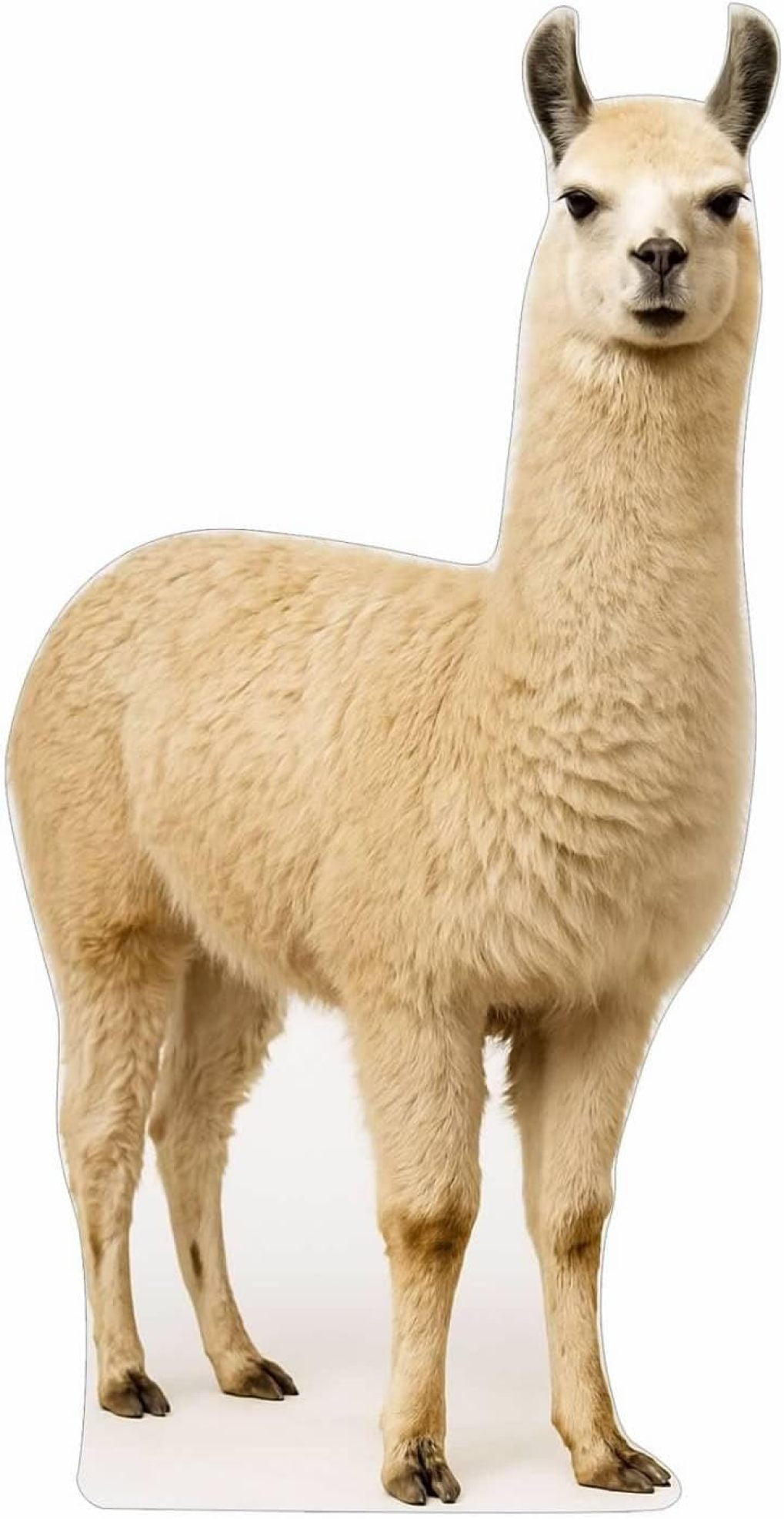 Alpaca 6FT Life Size Cardboard Cutout – A Fun Animal Standup for Photo ...