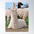 Alpaca Cat Relaxes Poster Wall Art Modern Wall Decor Wall Art Home ...