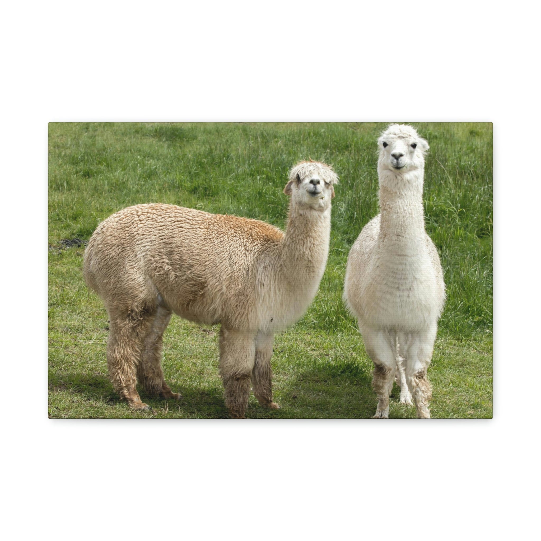 Alpaca Couple Alpaca Troop Print Animal Wall Art Wildlife Canvas Prints ...