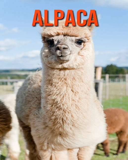 Alpaca : Fascinating Alpaca Facts for Kids with Stunning Pictures ...