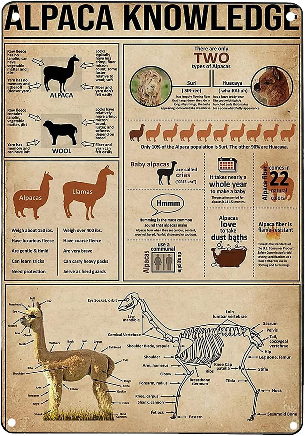 Alpaca Knowledge Alpaca Anatomy Infographic Poster Retro Metal Sign ...