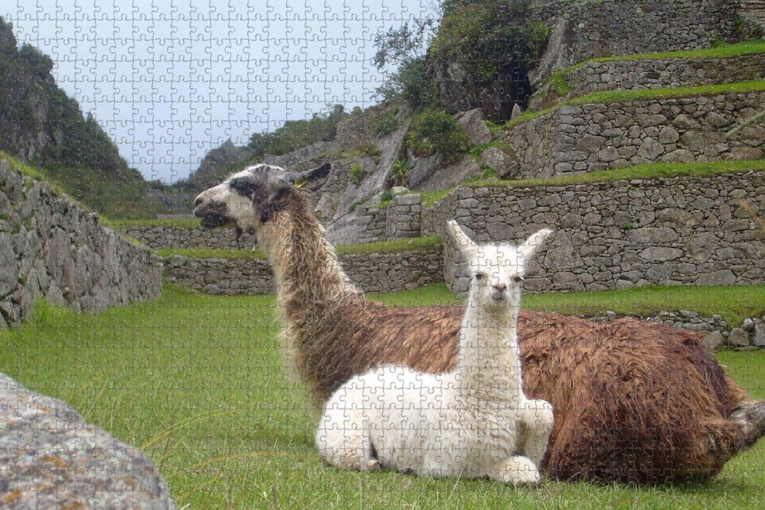 Alpaca Machu Picchu Cusco Peru Jigsaw Puzzle 500 Piece for Adults ...