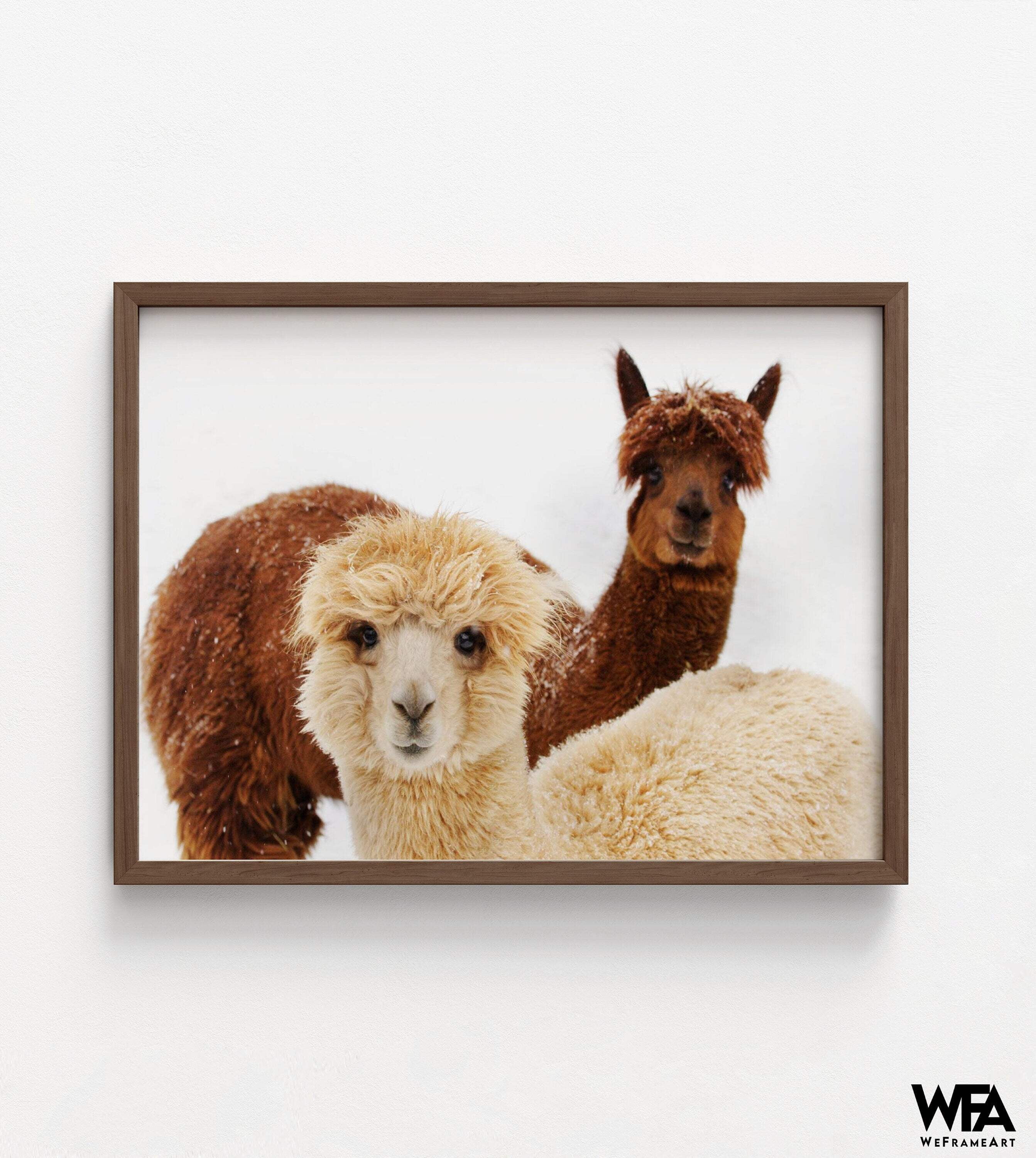 Alpaca Photography Print, Framed Alpaca Portrait Print, Animal ...