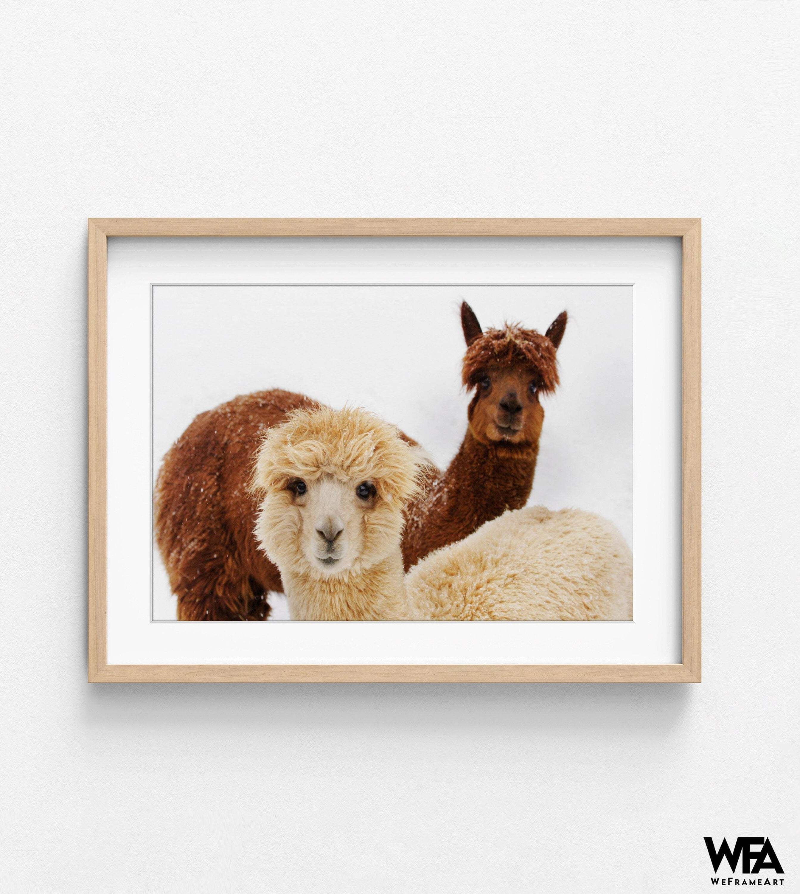 Alpaca Photography Print, Framed Alpaca Portrait Print, Animal ...