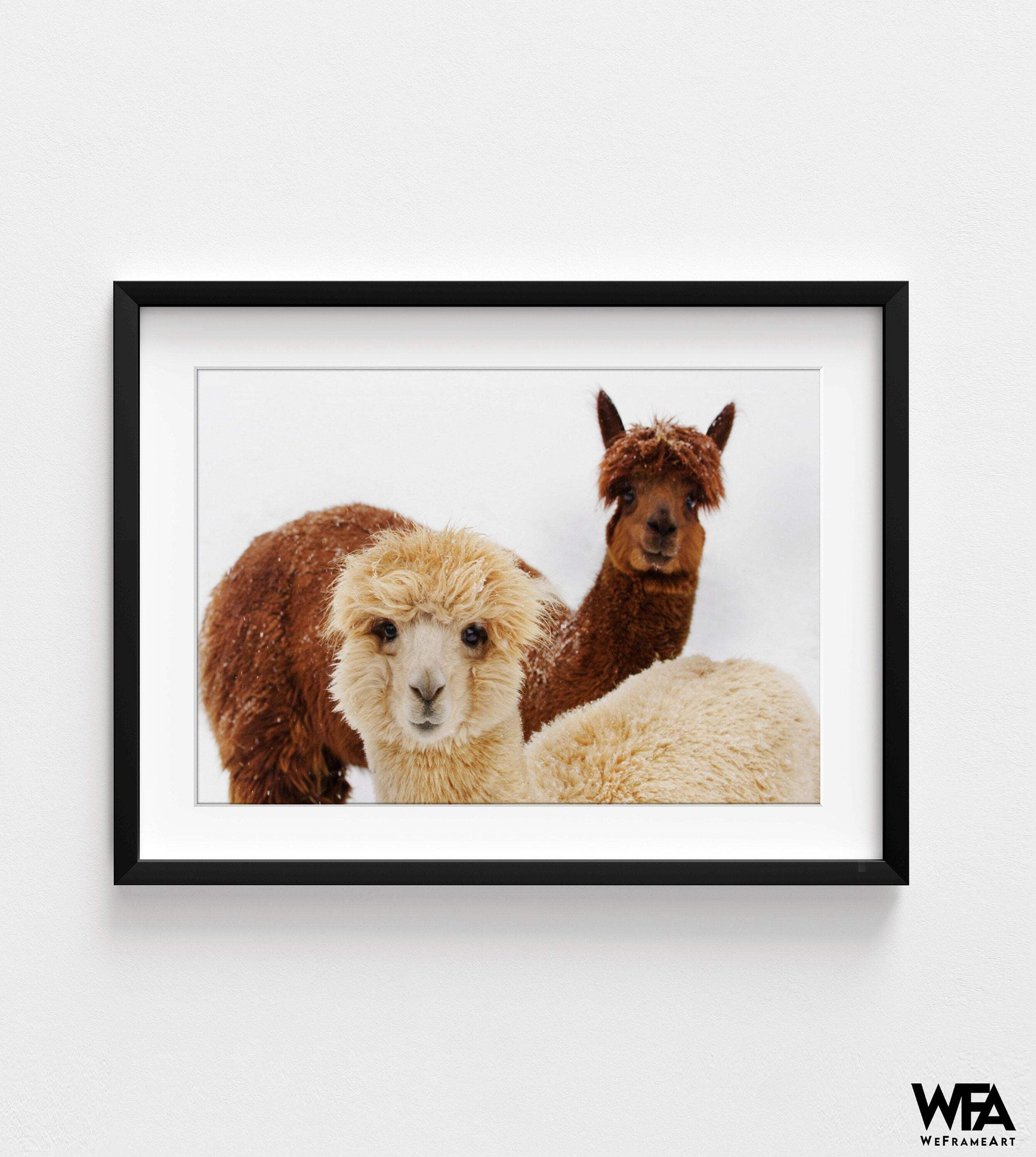 Alpaca Photography Print, Framed Alpaca Portrait Print, Animal ...