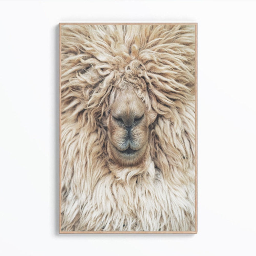 Alpaca Wall Art Print Lama Photo Animal Wall Print Alpaca Poster ...