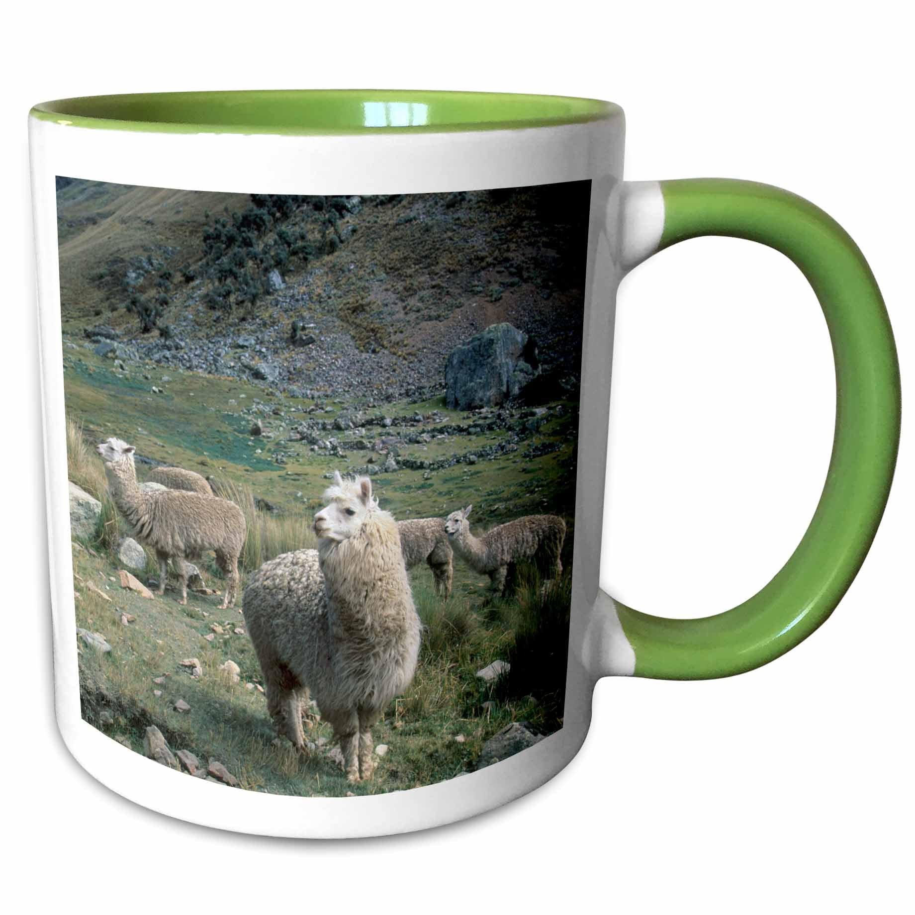 3drose, Alpaca Wildlife, Huascaran Np, Andes, Peru - Sa17 Ksc0048 ...