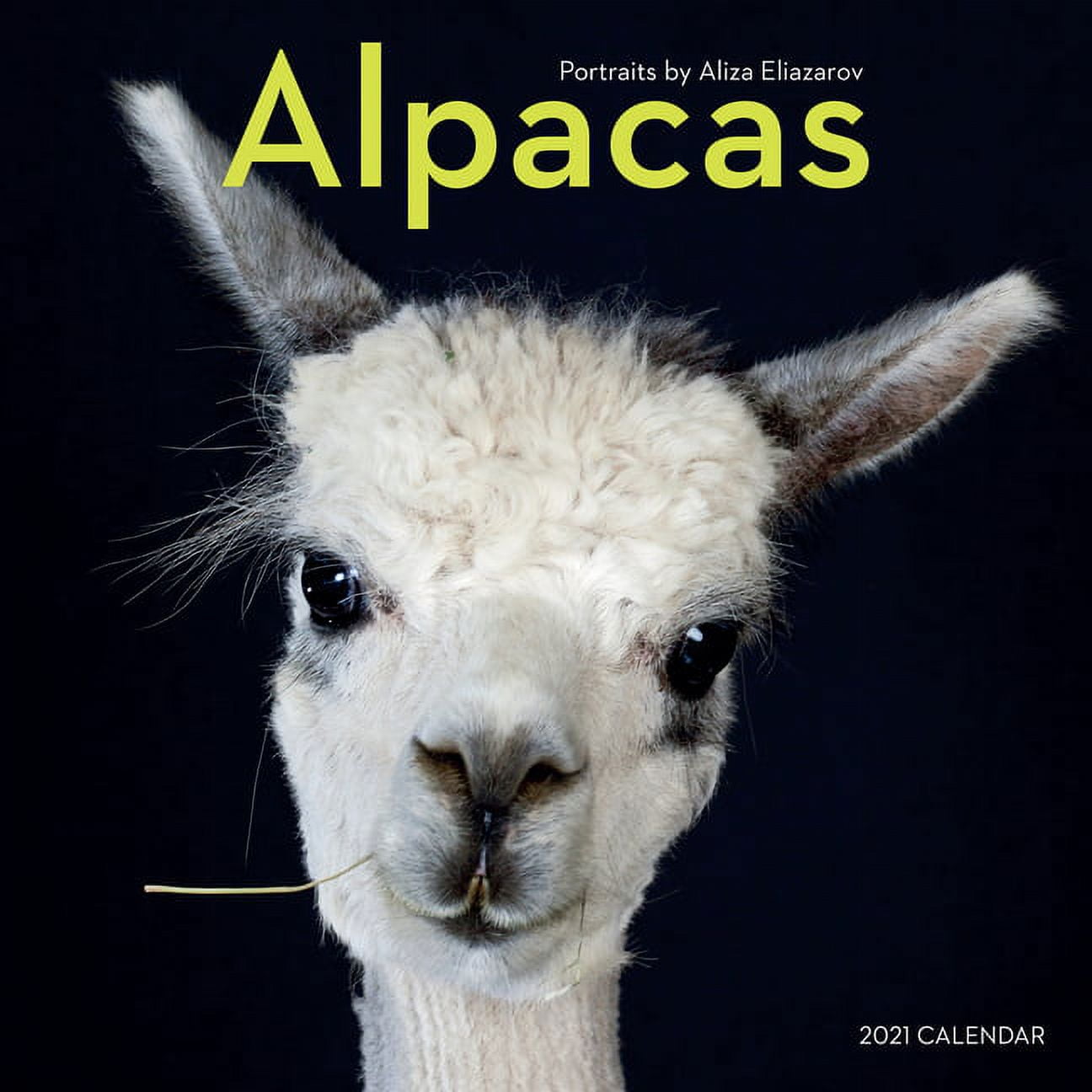 Alpacas Wall Calendar 2021 (Calendar) - Walmart.com