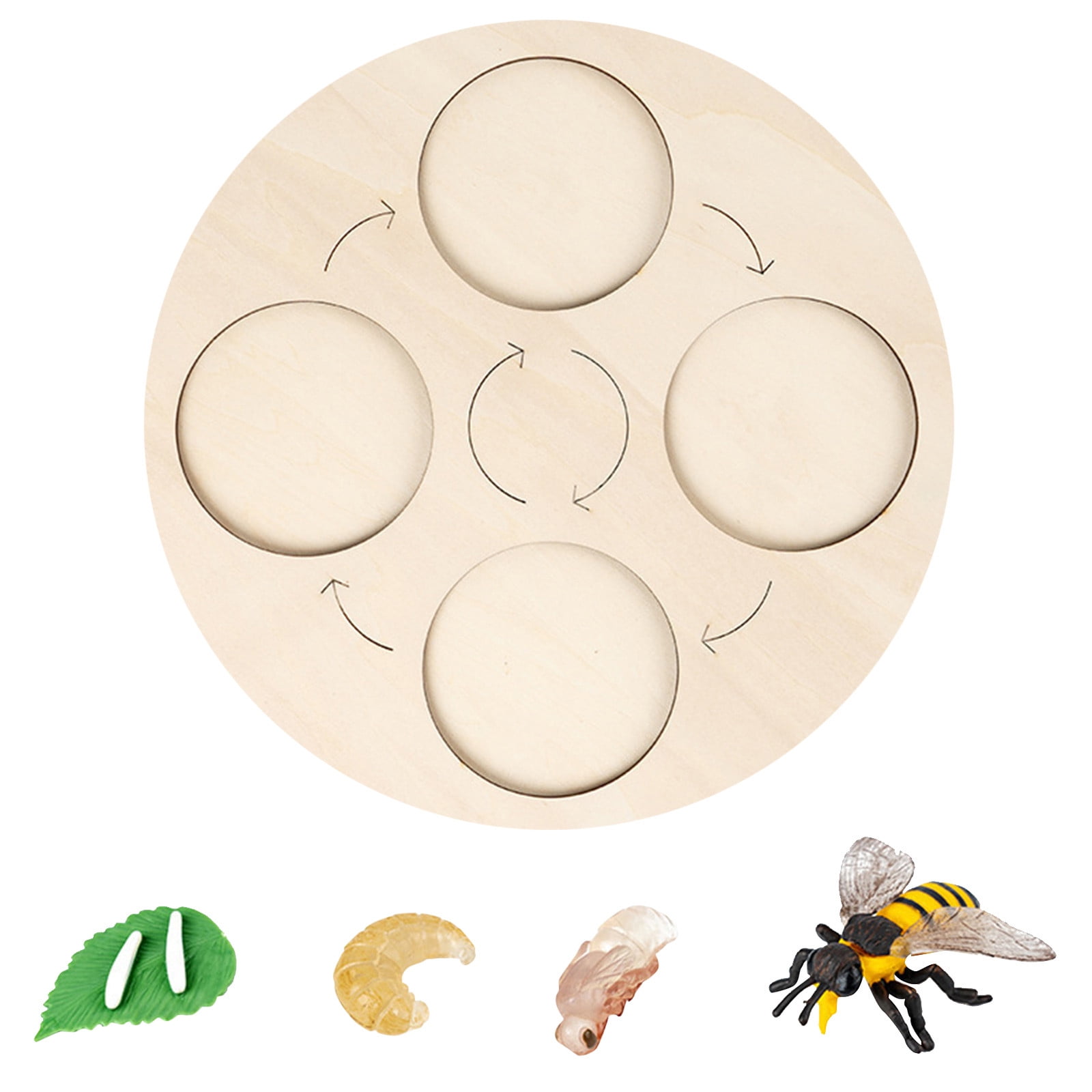 Alphabet Acorns Activity Bee Life Cycle Of A Growth Stage Model ...