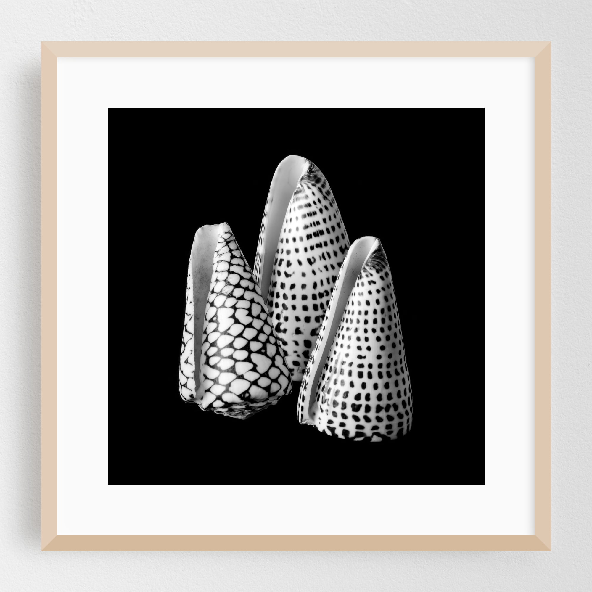 Alphabet Cone shells Conus Spurius - Photography Black and White ...