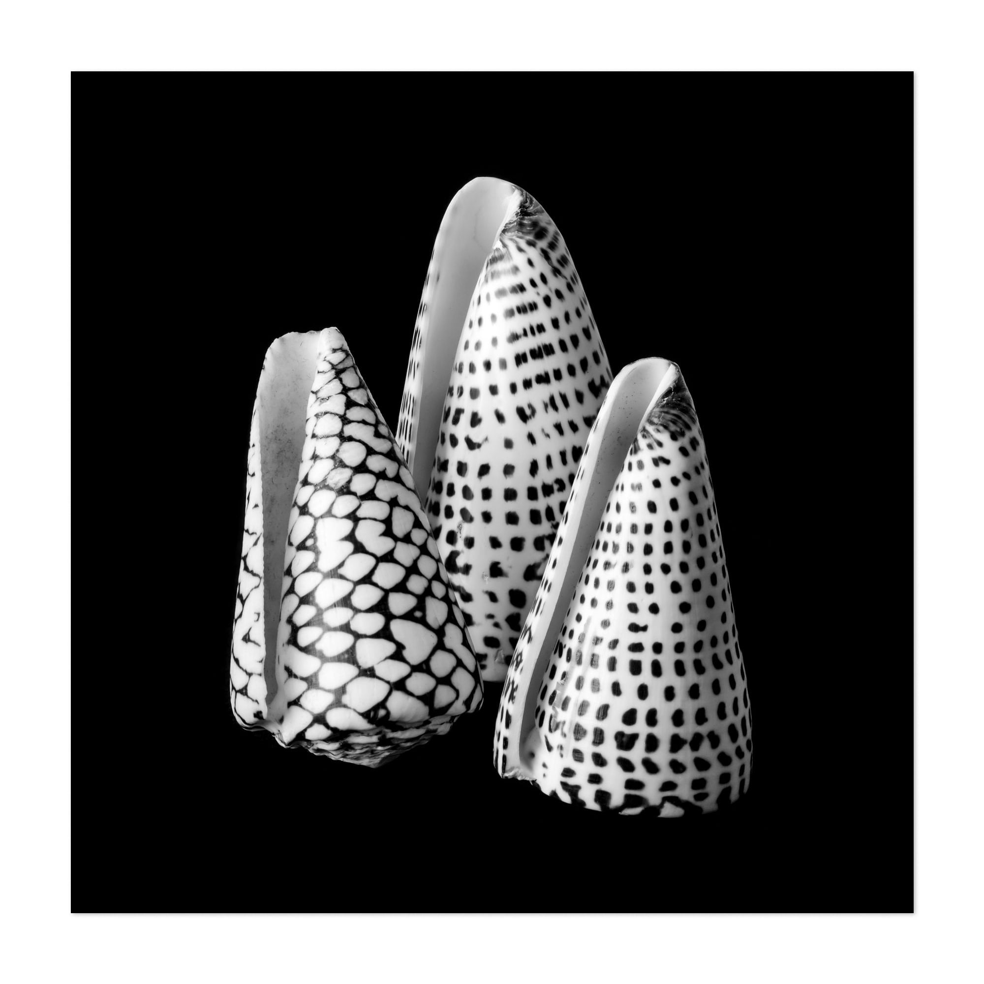 Alphabet Cone shells Conus Spurius - Photography Black and White ...