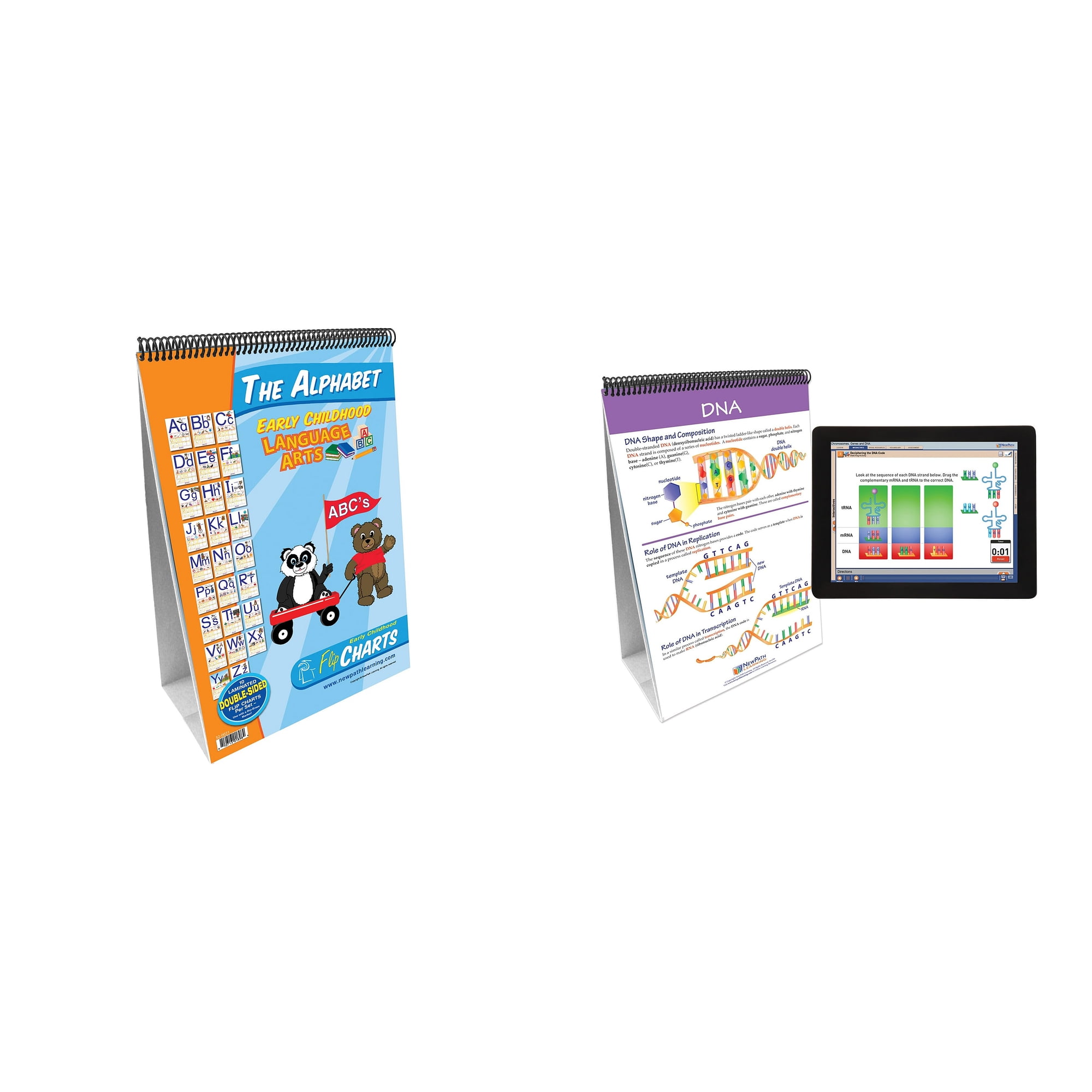 Alphabet and DNA Learning Flip Chart Combo Kit for Early Childhood and ...