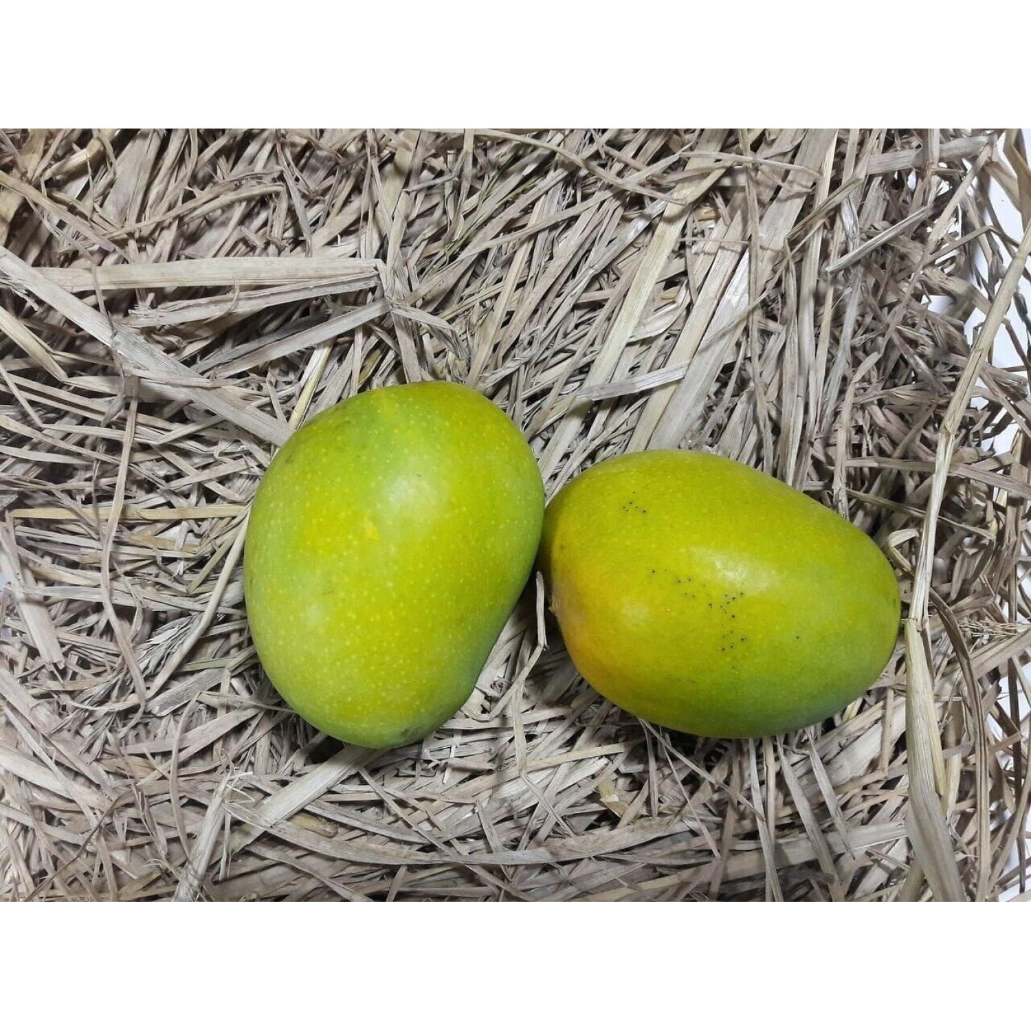 Alphonso Mango Tree - Live Fruit Trees in 10 Inch Pots - Mangifera ...