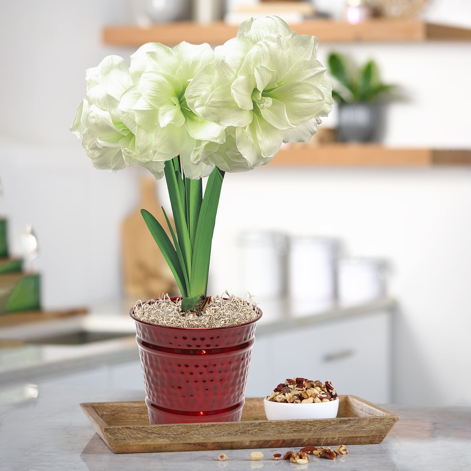 Alphresco Amaryllis White Flowering Bulb Holiday Gift Kit, Planted in a ...