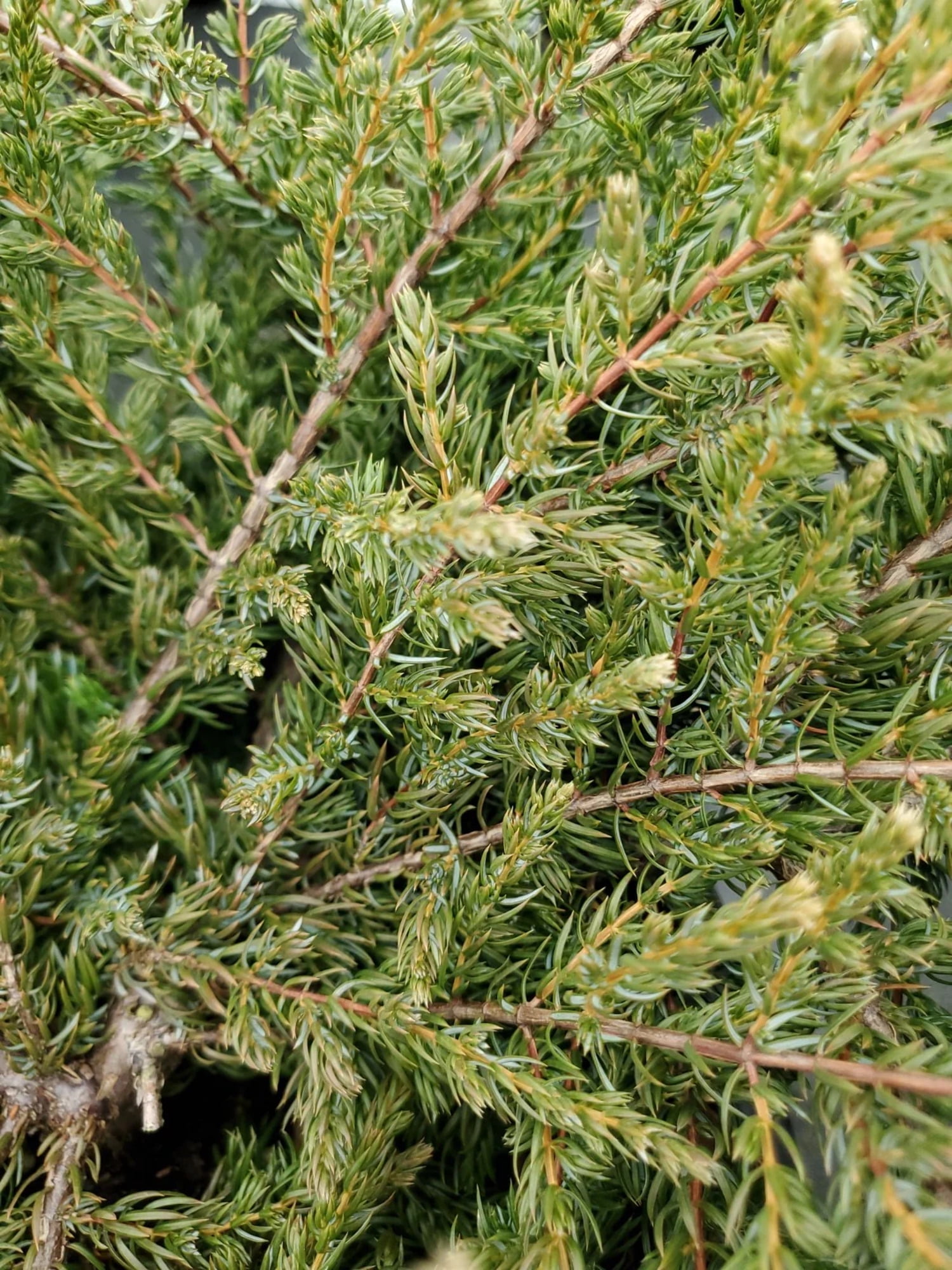 Alpine Carpet® Juniper - Walmart.com