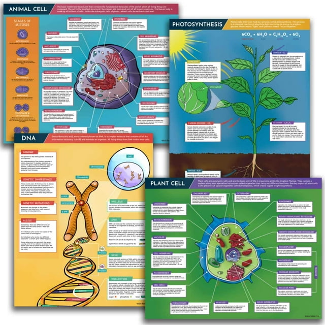 Alpine Choice | 4 Biology Posters for Classroom or Room Wall Decoration ...