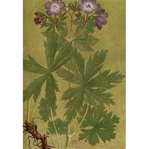 Alpine Flora 1911 Geranium Sylvaticum Canvas Art - Philippe Robert (18 ...