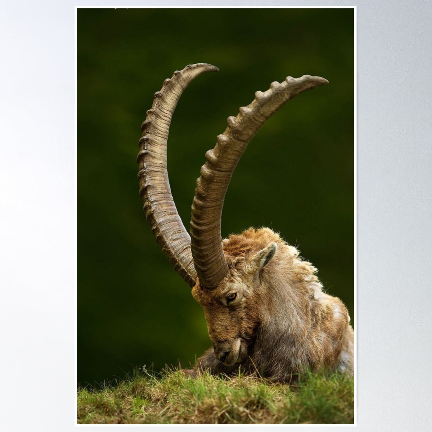 Alpine Ibex Goat Poster Wall Art, Modern Wall Decor, 8x12 UNFRAMED ...
