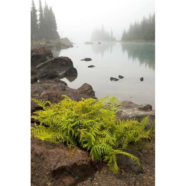 Alpine Lady Fern Garibaldi Lake British Columbia Poster Print by Paul ...