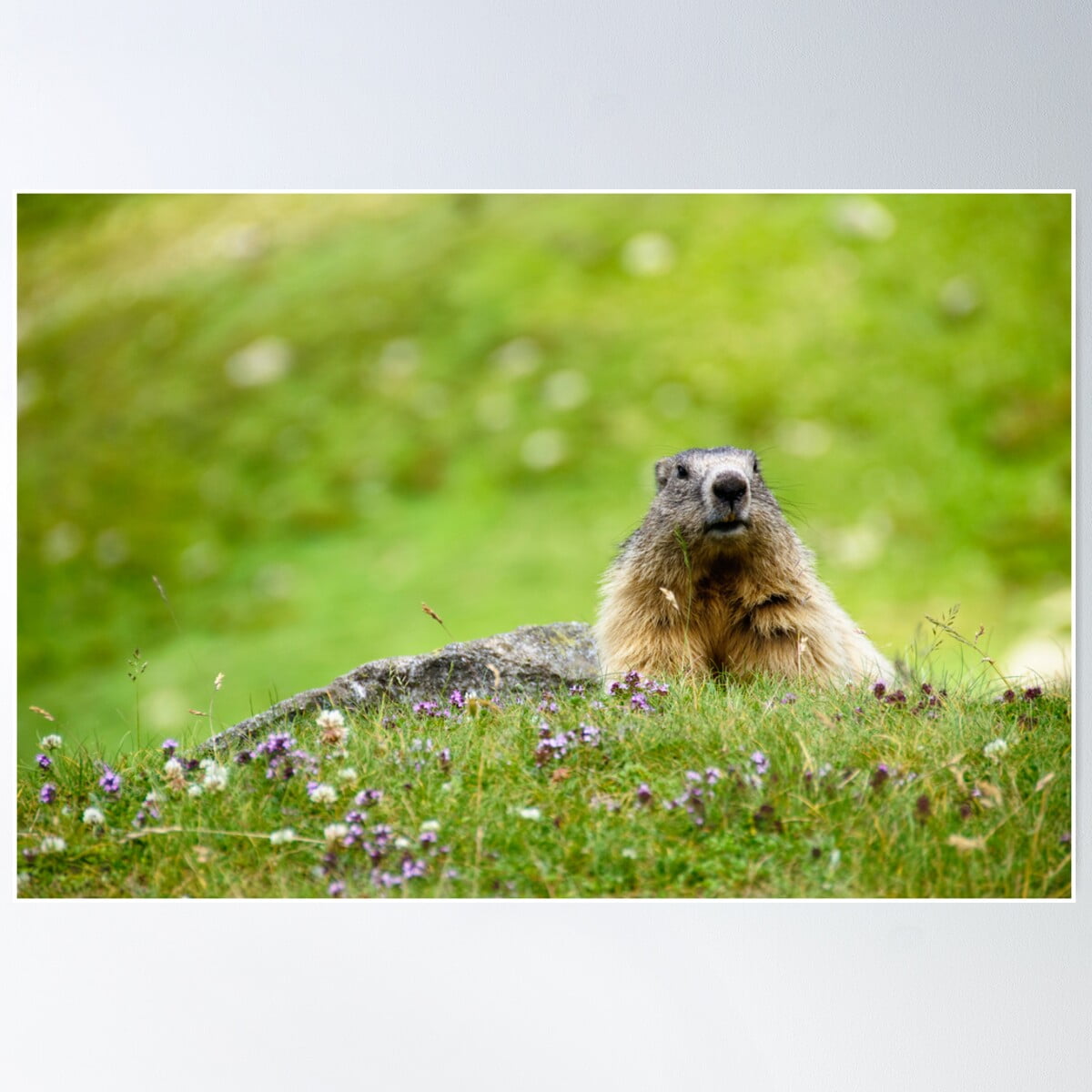 Alpine Marmot (Marmota Marmota) Poster Wall Art, Modern Wall Decor For ...