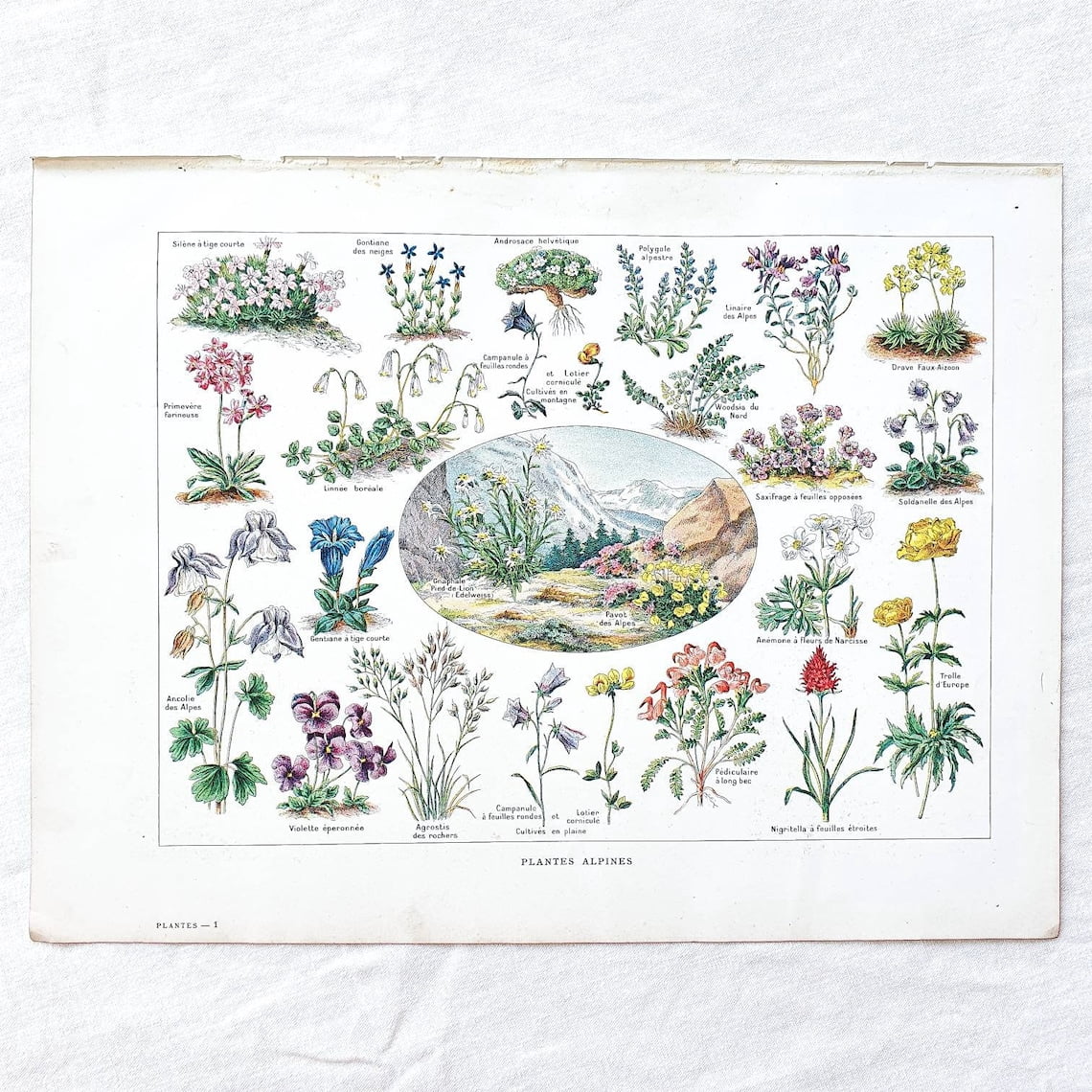 Alpine Plants Vintage Botanical Poster, Unframed Paper Poster 16x20in ...