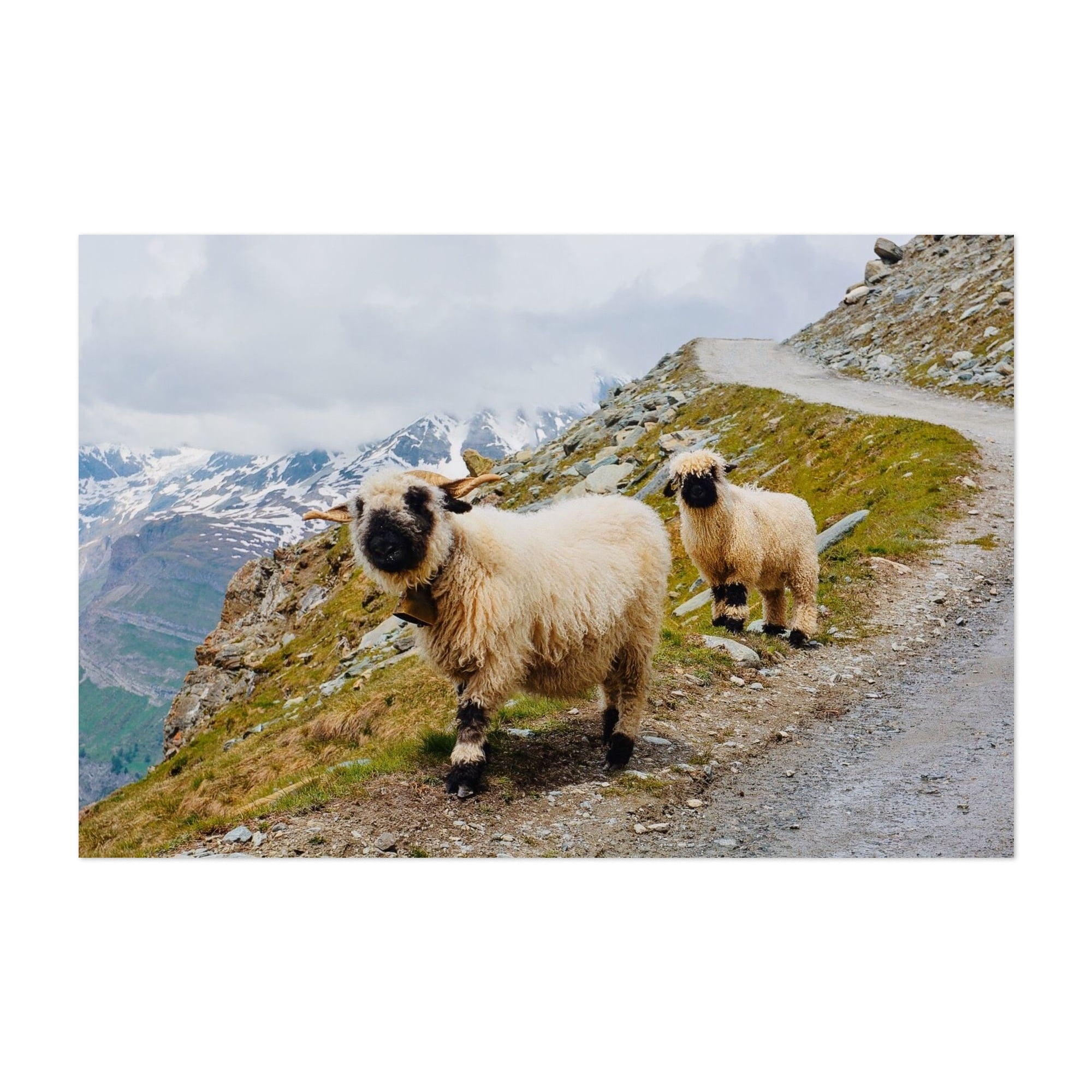 Alpine Sheep - Zermatt Valais Switzerland Photography Unframed Wall Art ...