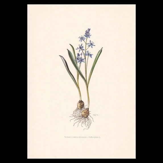 Alpine Squill Botanical Print, Unframed Paper Poster 11x14in - Walmart.com