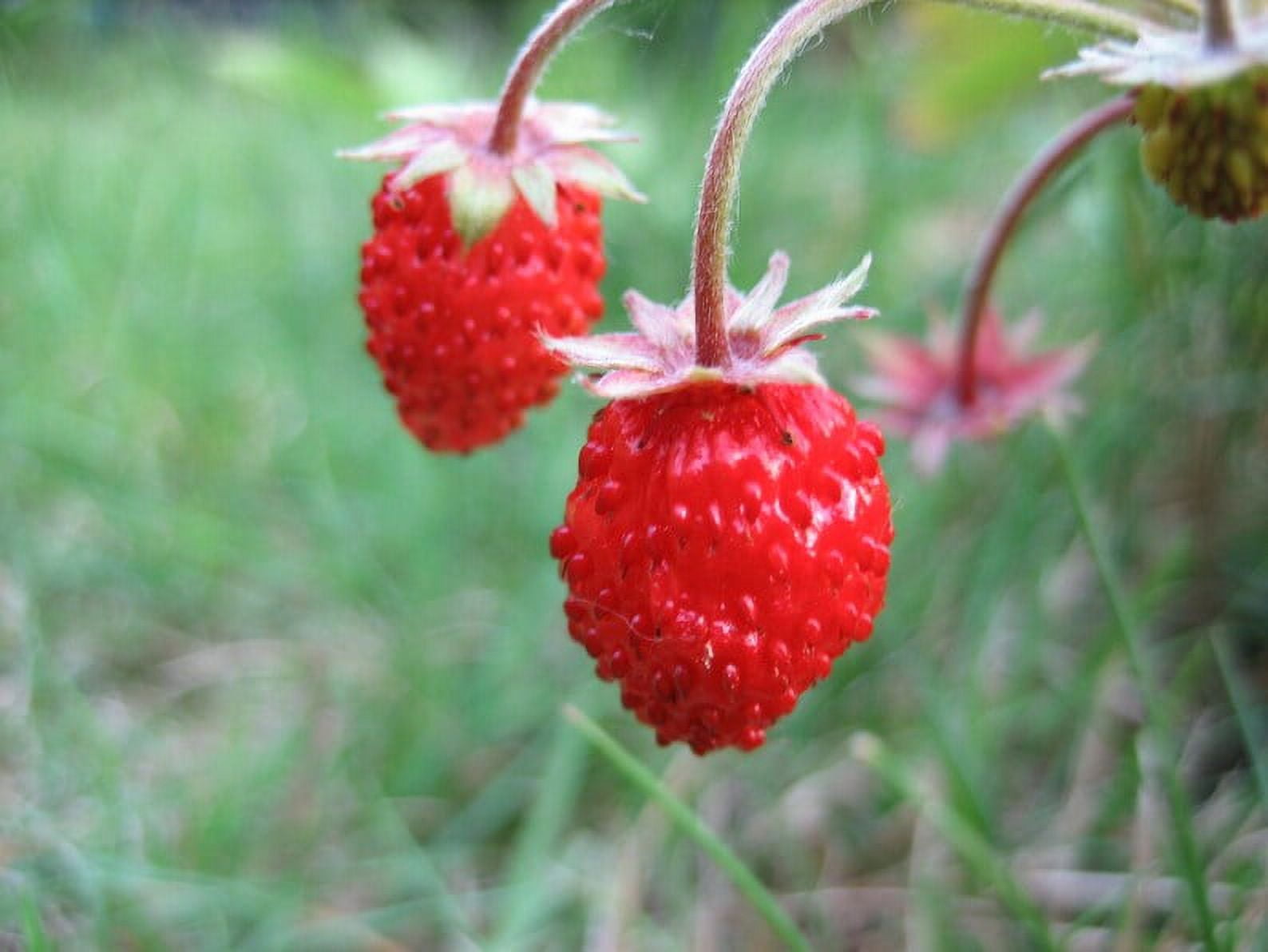 Alpine Strawberrys