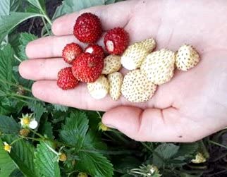 Alpine Wild Strawberry Red OIF8 and Yellow Mix Fragaria Virginiana 100 ...