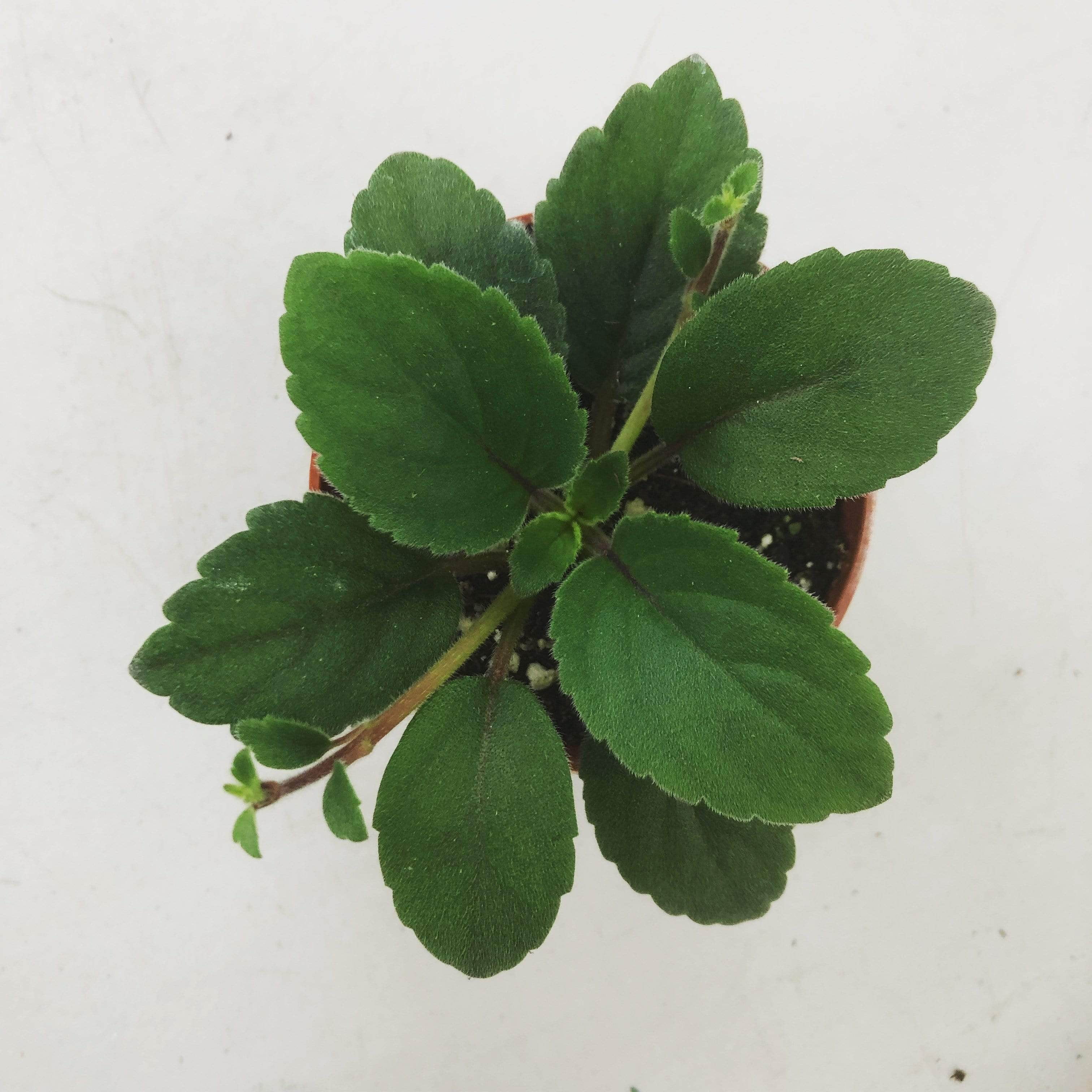 Alsobia Dianthiflora Cygnet, 2" Plant, The Plant Farm - Walmart.com