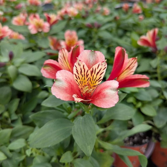 Alstroemeria Inca Husky 2 Plants in Quart Pots - Rusty Pink Blooms ...