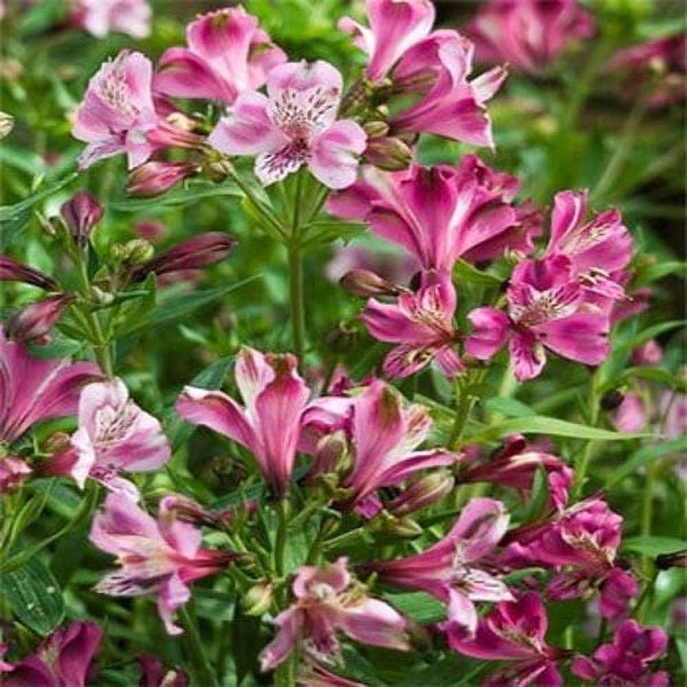 Alstromeria Peruvian Lily Devotion Plant Seed - 20 Seeds - Walmart.com