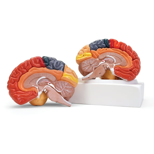 Altay Human Regional Brain Model - Walmart.com