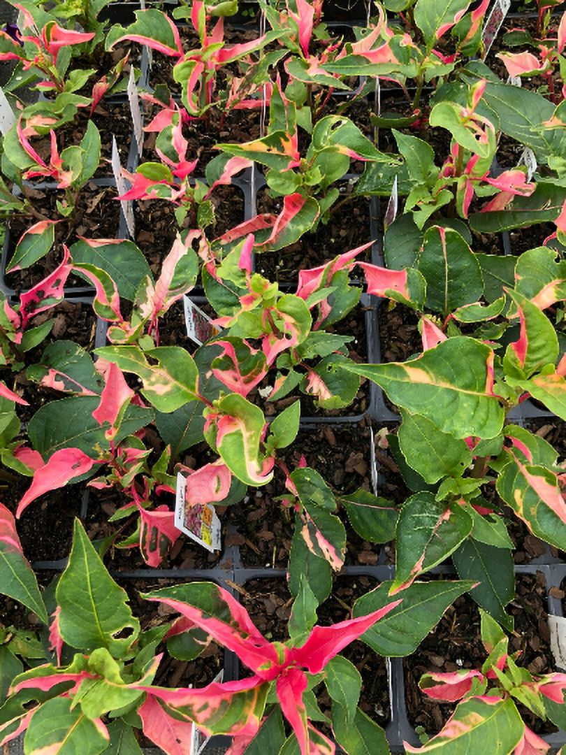 Alternanthera 'Party Time' Joseph's Coat Plants in a 4" pot--Stunning ...