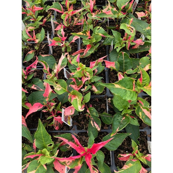 Alternanthera 'Party Time' Joseph's Coat Plants in a 4" pot--Stunning ...