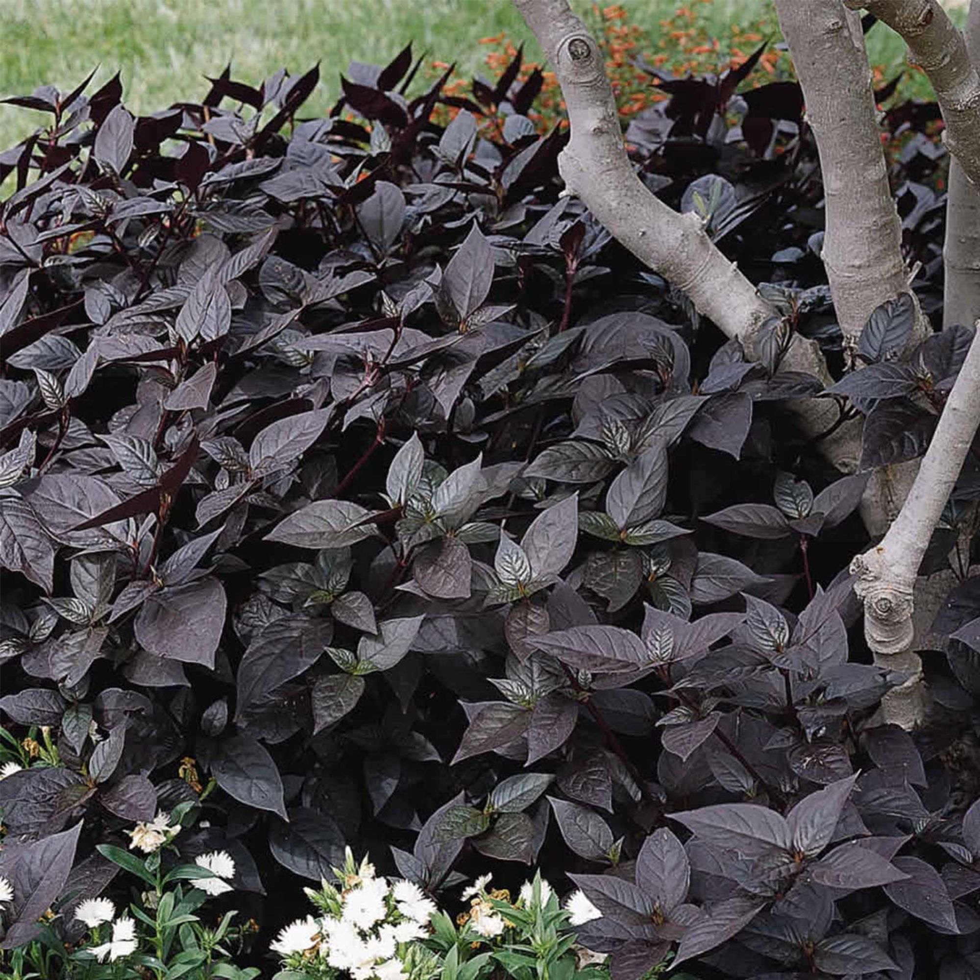 Alternanthera Purple Knight ~500 Seeds – Deep Purple Foliage – Annual ...