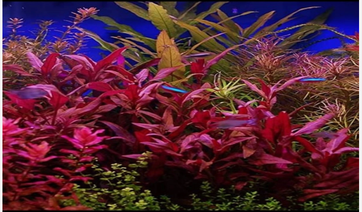 Alternanthera Reineckii Scarlet Temple Live Aquarium Plants – Red Stem ...
