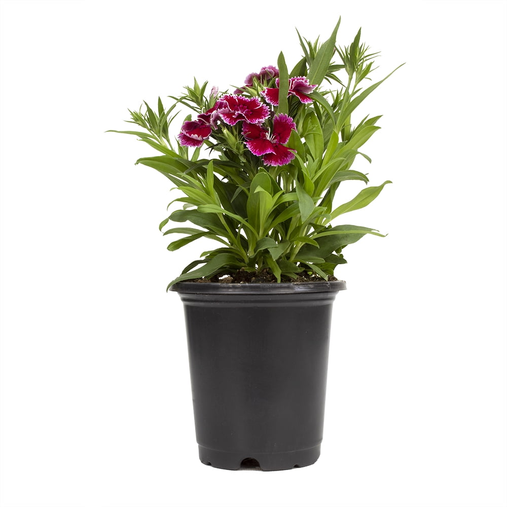 Altman Plants Red Dianthus Plant 4-Pack (Approx. 10" Tall), Live Plants ...