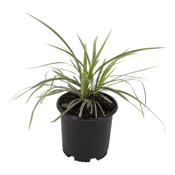 Altman Plants 1Gal Liriope Aztec Live Plant - Walmart.com