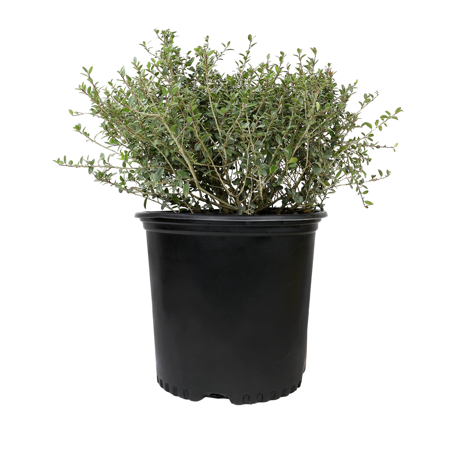 Altman Plants 2.25 Gal Vomitoria Stoke's Dwarf - Walmart Business Supplies
