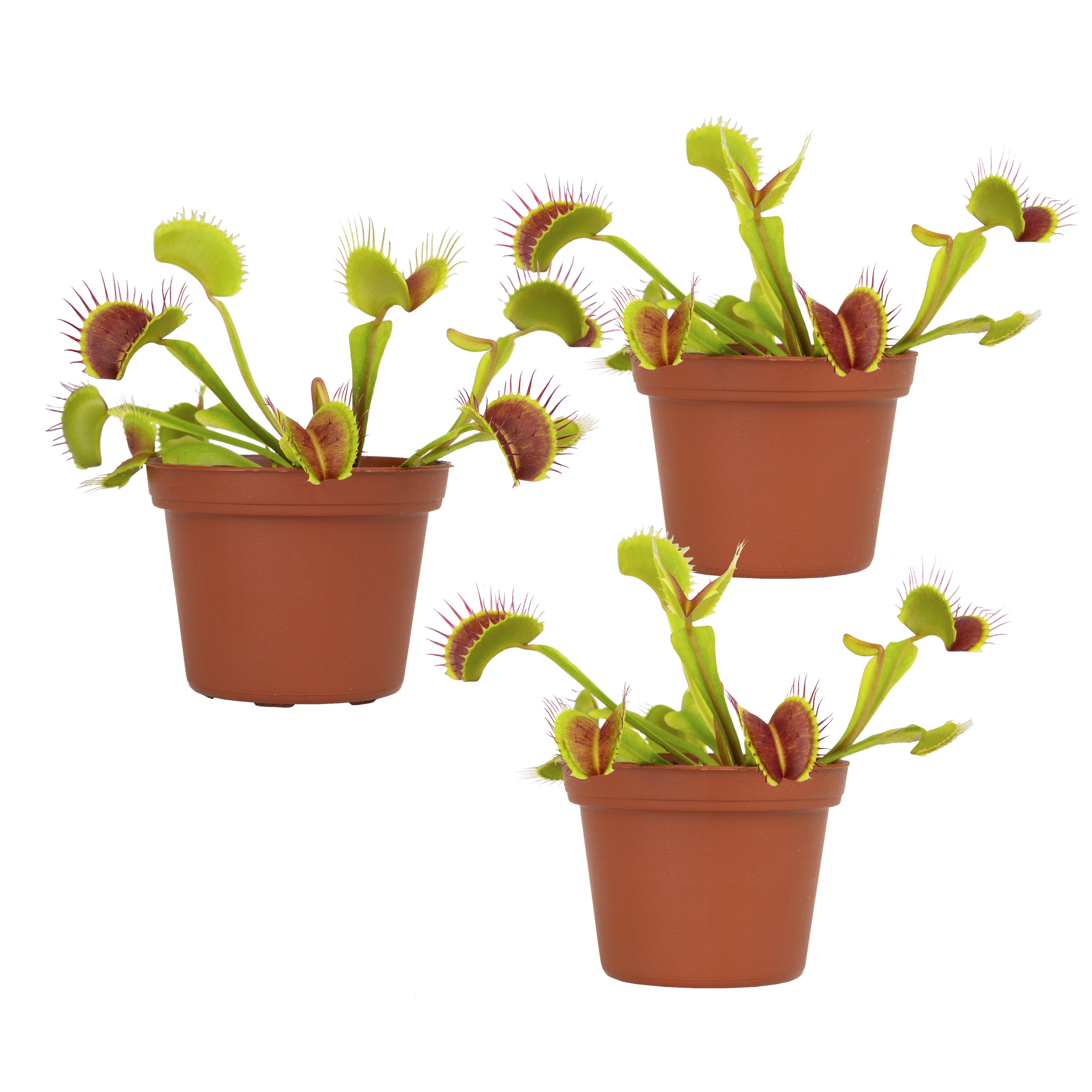 Venus Flytrap Eating A Snake