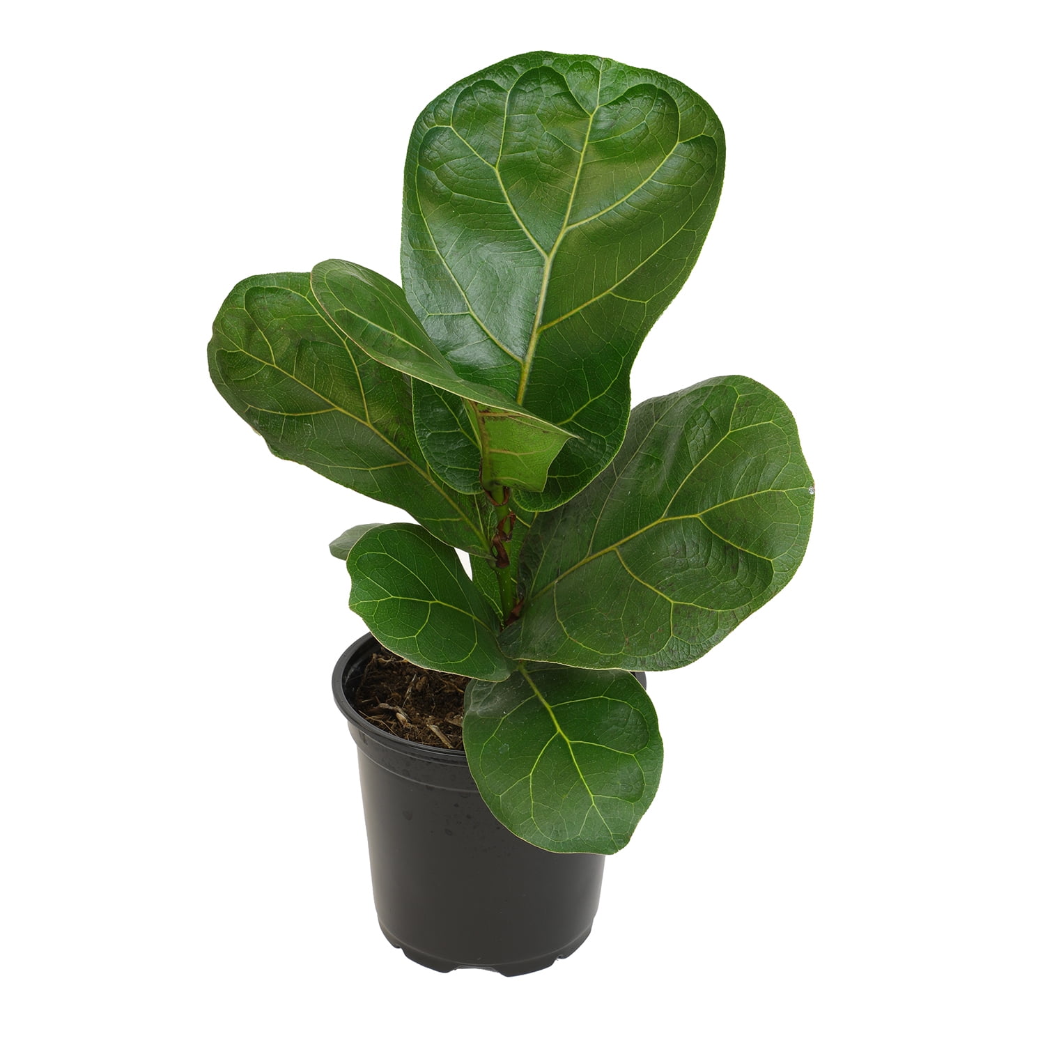 Altman Plants 9" Dark Green Ficus Lyrata Live Plants in 4" Planter Pots ...