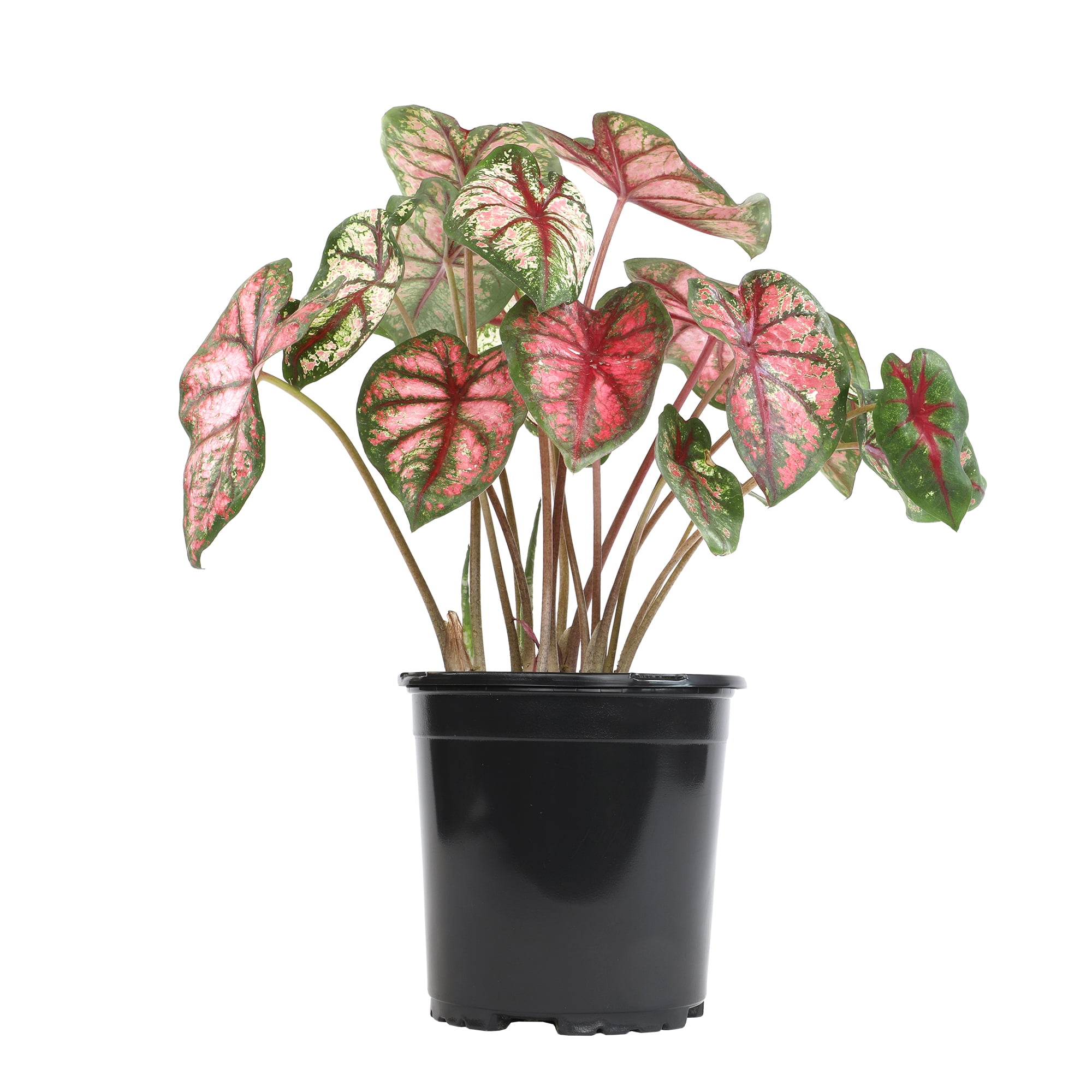 Altman Plants Caladium Pink Strap Leaf, 1 gal. Pot, Outdoor Live Plants ...